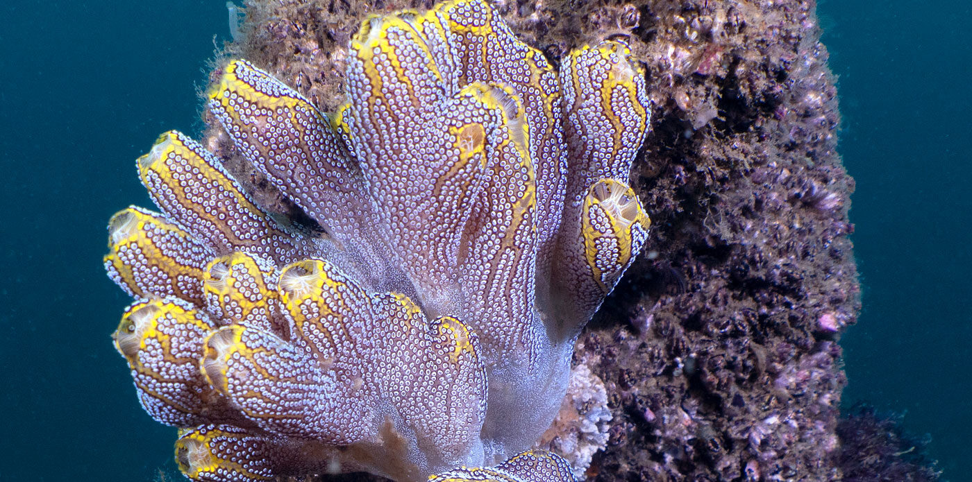 Wonder Reef On The Gold Coast